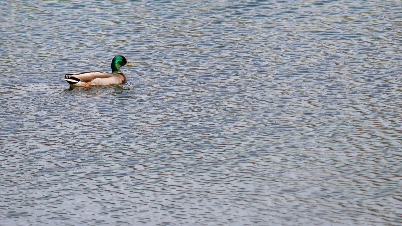 Inward Half – Inward Half